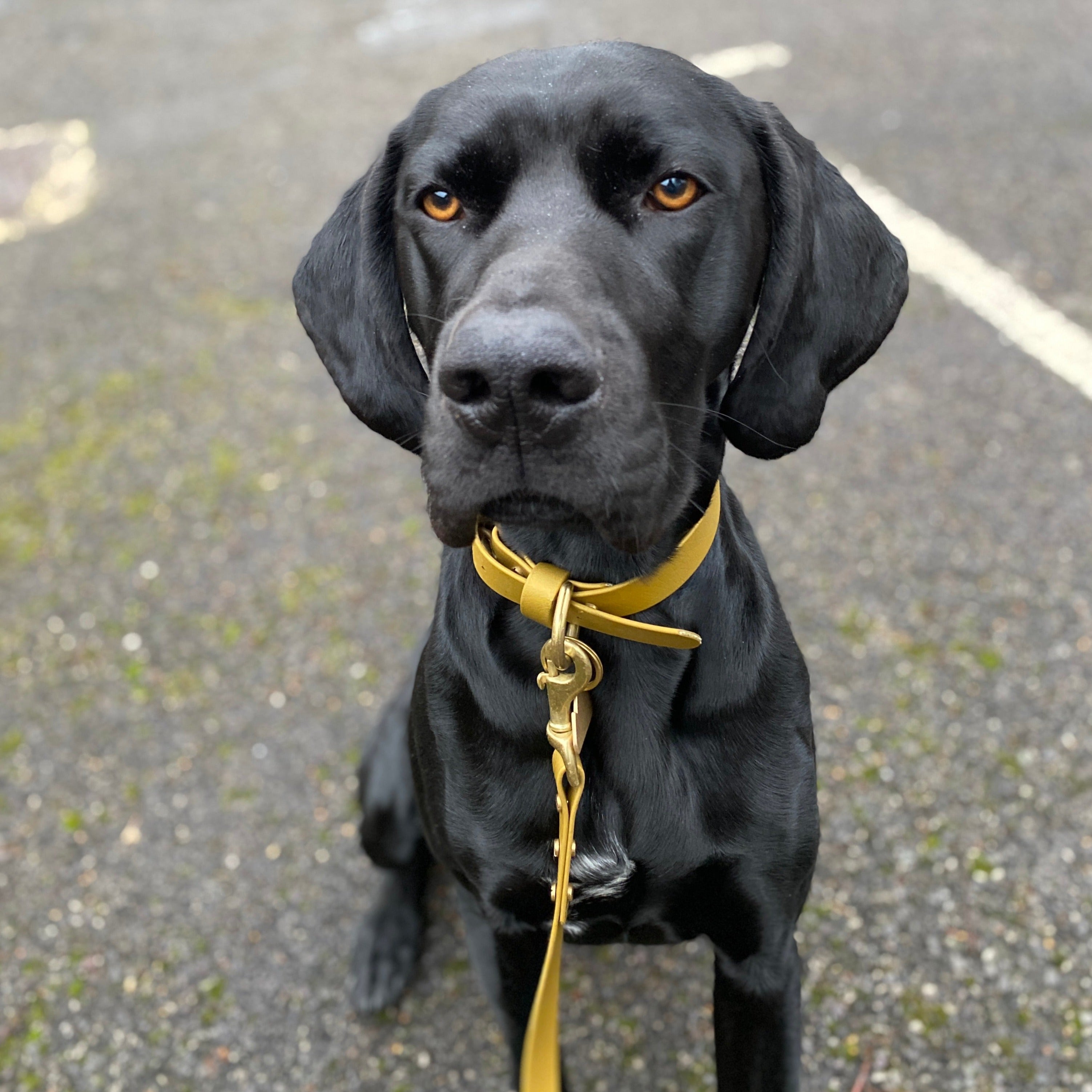 Gold BioThane® Collar – Franks Goods